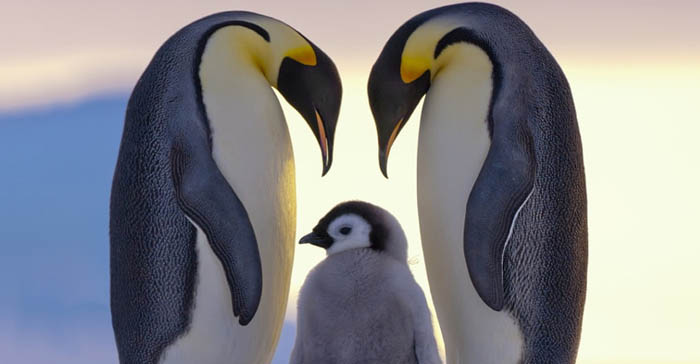 14 Mahtavaa kuvaa pingviineistä